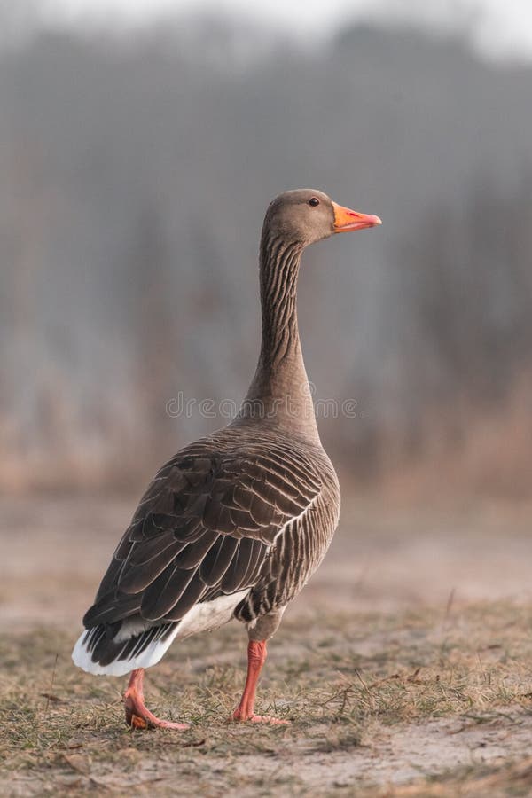 Vertical Selective Back View of a Walking Graylag Goose (Anser Anser ...
