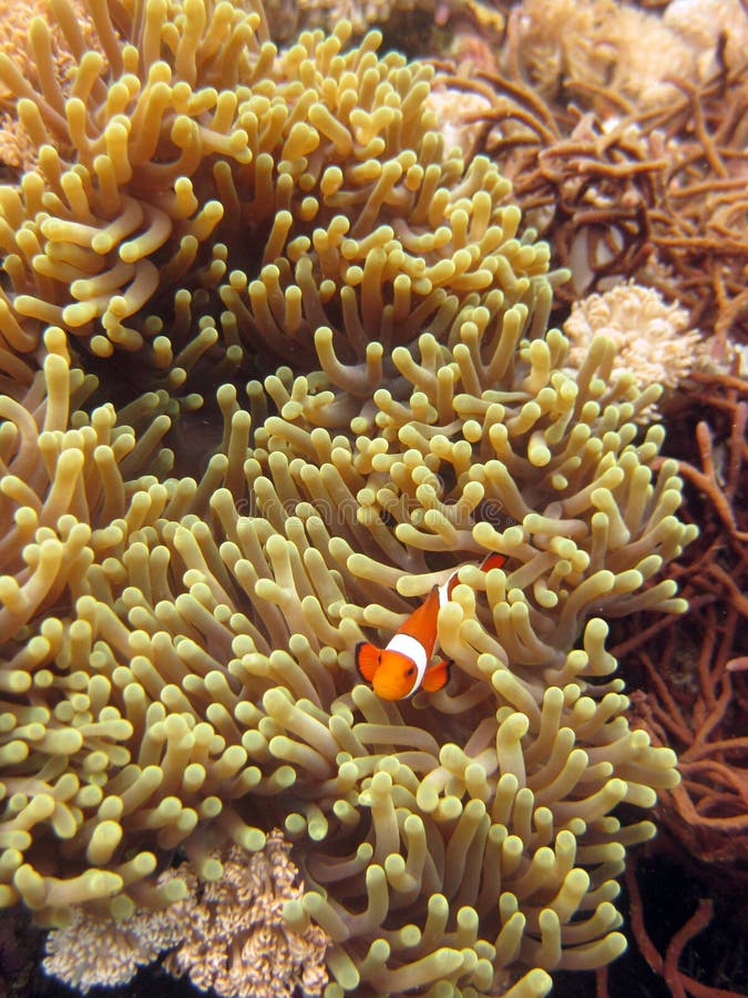Vertical Selective Closeup Shot of a Clownfish among Coral Reefs Stock ...