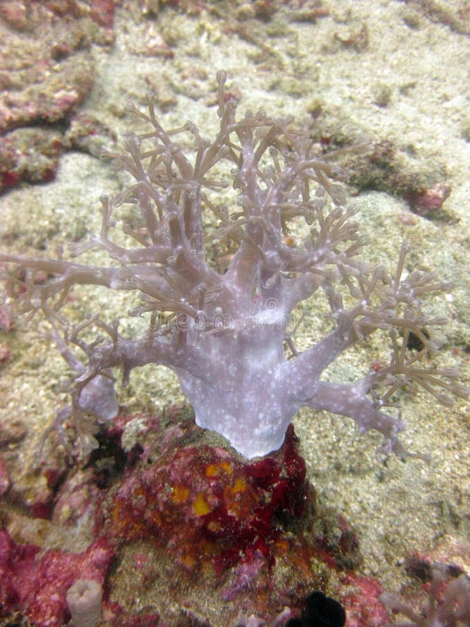Vertical Selective Closeup Shot Of White Coral Reef Stock Image - Image ...