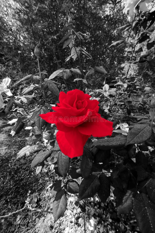 Vertical Selective Color of a Red Rose in the Garden Stock Image ...