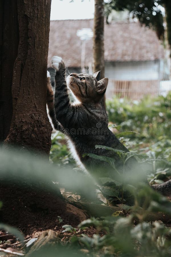 Vertical Selective Focus of a Cat Trying To Climb a Tree in the Daytime ...