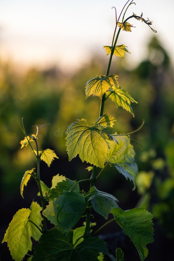 Vines to sunset stock image. Image of bright, earth, agrarian - 7522037