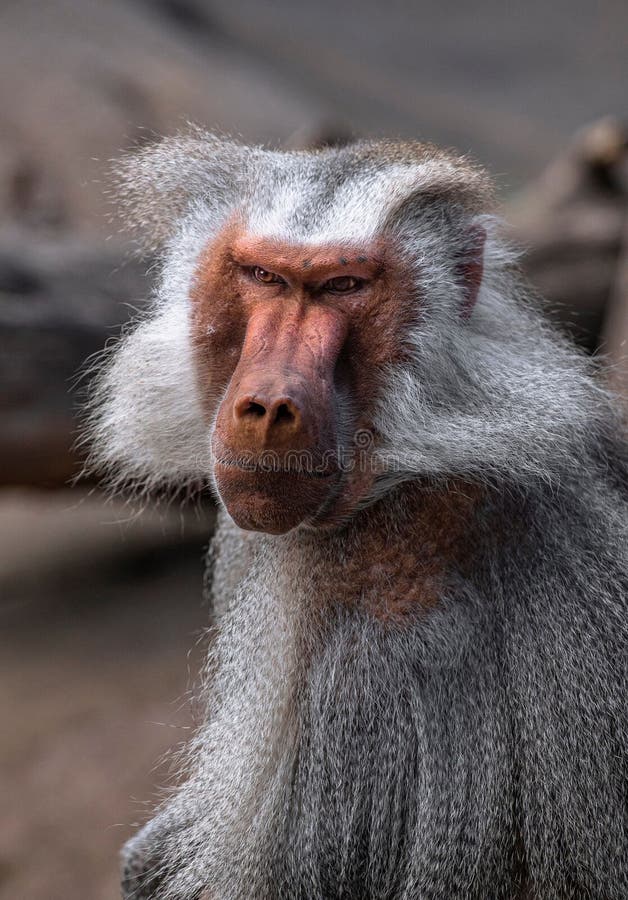 Vertical Selective Focus of a Cute Baboon Monkey in Its Habitat Stock ...
