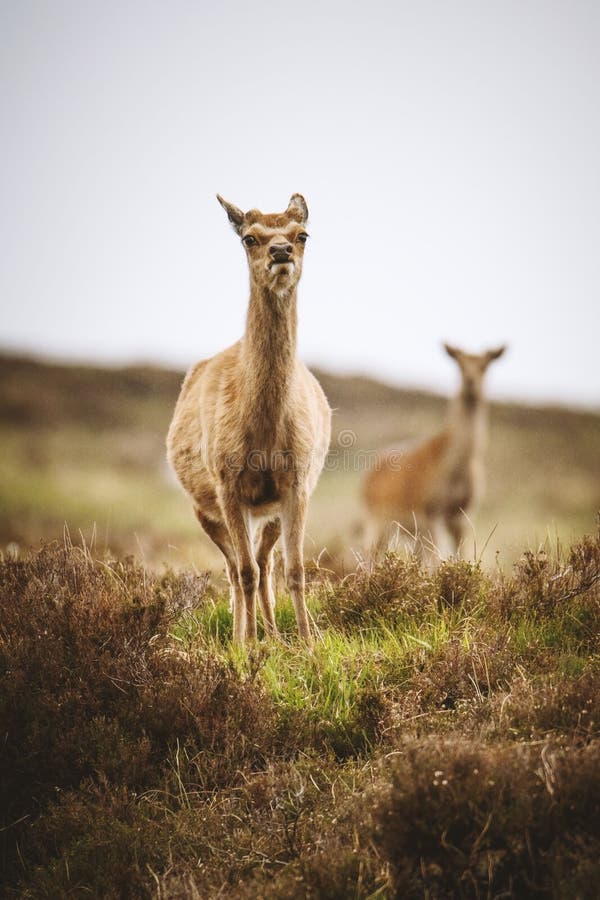 Vertical Selective Focus of a Red Deer (Cervus Elaphus) in a Flied ...