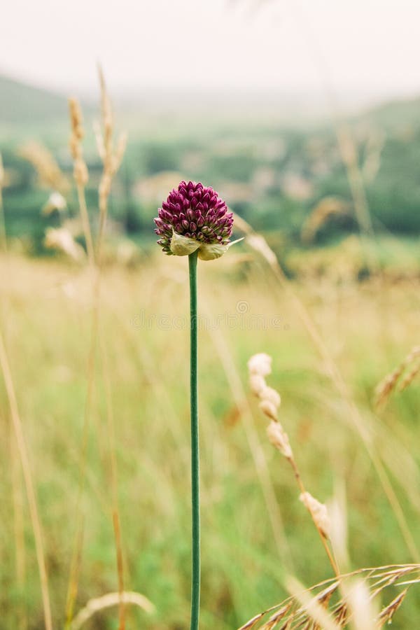 Vertical Selective Focus of Round-headed Garlic Plant on the Euganean ...