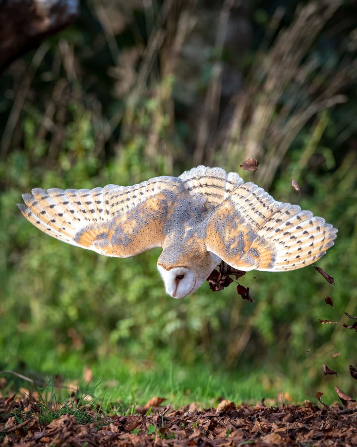 Vertical Selective Focus Shot of a Beautiful Barn Owl Diving in Flight ...