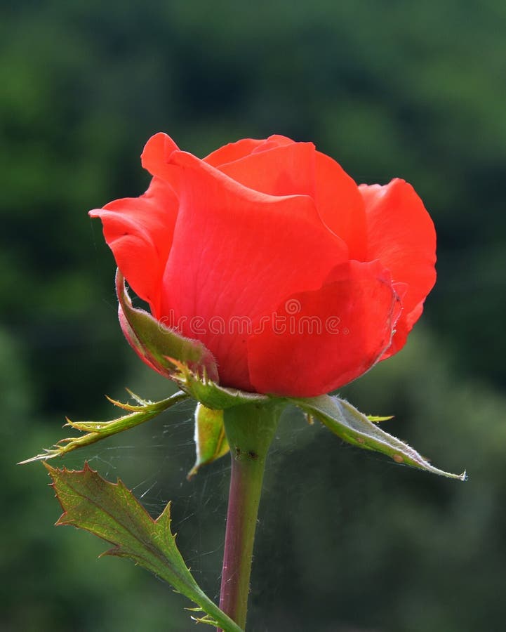 Vertical Selective Focus Shot of a Beautiful Small Red Rose Stock Image ...