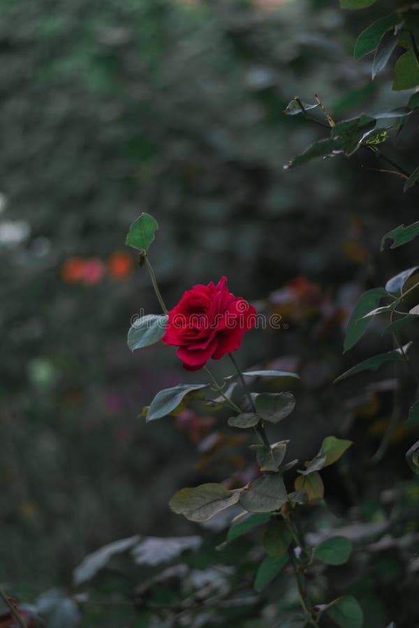 Vertical Selective Focus Shot of a Blooming Bright Red Rose Stock Image ...