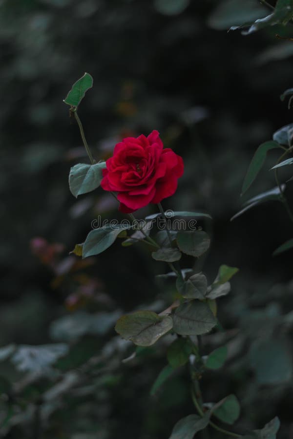 Vertical Selective Focus Shot of a Blooming Bright Red Rose Stock Image ...