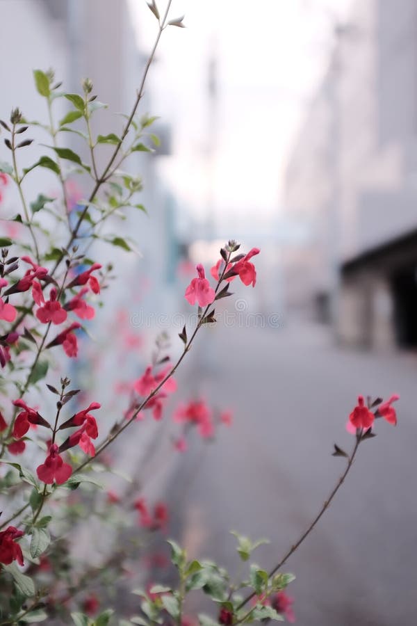 Vertical Selective Focus Shot of Branches with Small Red Flowers Stock ...