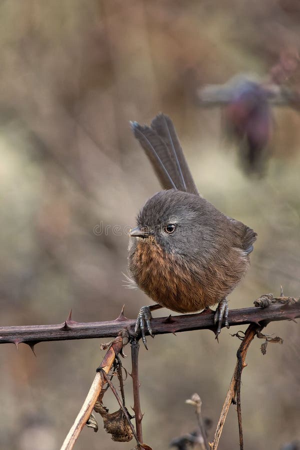 Vertical Selective Focus Shot of a Brown Wrentit Bird Perched on a Tree ...