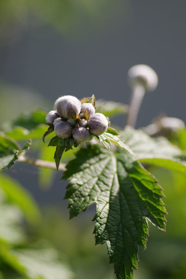 Vertical Selective Focus Shot of Common Hazelnut Buds Stock Photo ...