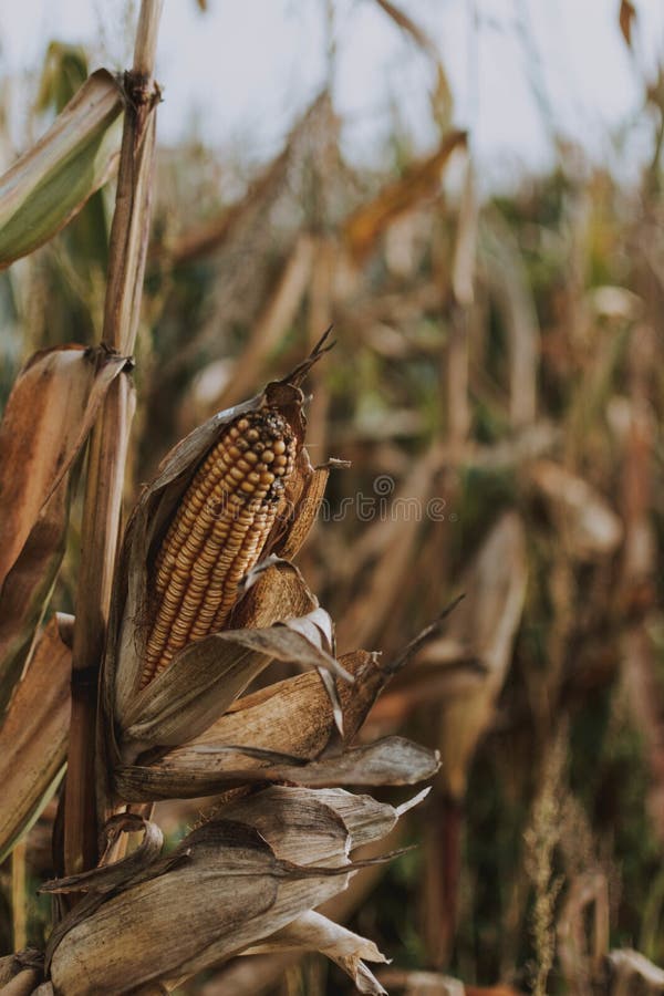 Vertical Selective Focus Shot of a Corn in a Cornfield Stock Photo ...