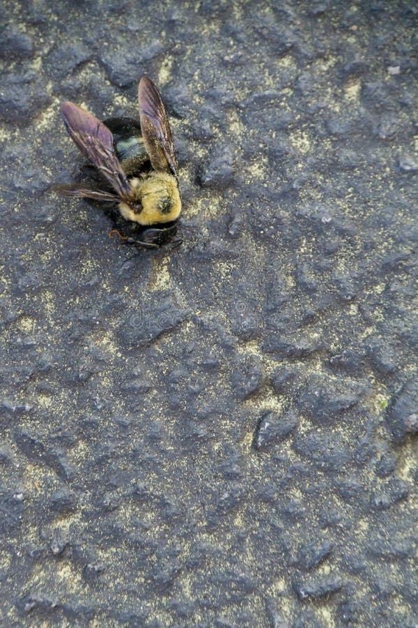 Vertical Selective Focus Shot of a Dead Bee on the Stone Ground Stock ...