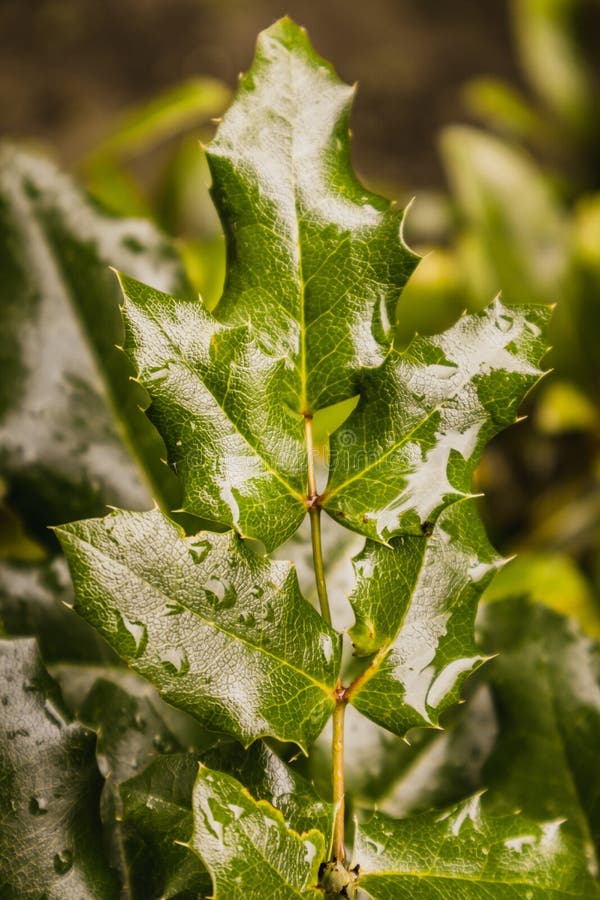 Vertical Selective Focus Shot of Holly Covered with Water Drops ...