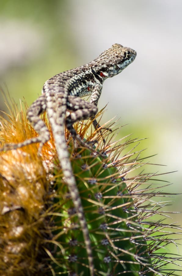 562 Cactus Lizard Stock Photos - Free & Royalty-Free Stock Photos from ...