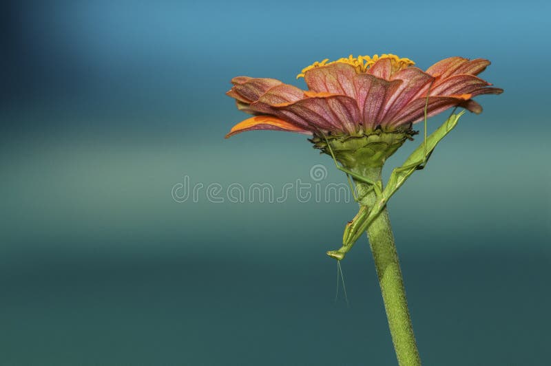 Vertical Selective Focus Shot of a Net-winged Insect Sitting on a ...