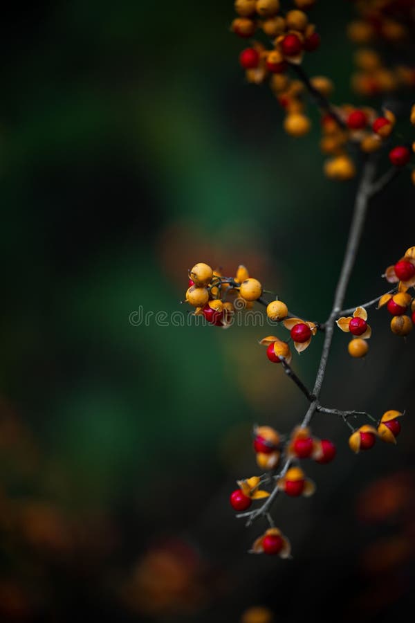 Vertical Selective Focus Shot of Oriental Bittersweet Tree Branches ...