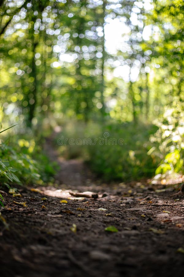 Vertical Selective Focus Shot of a Path in Green Forest at Sunlight ...