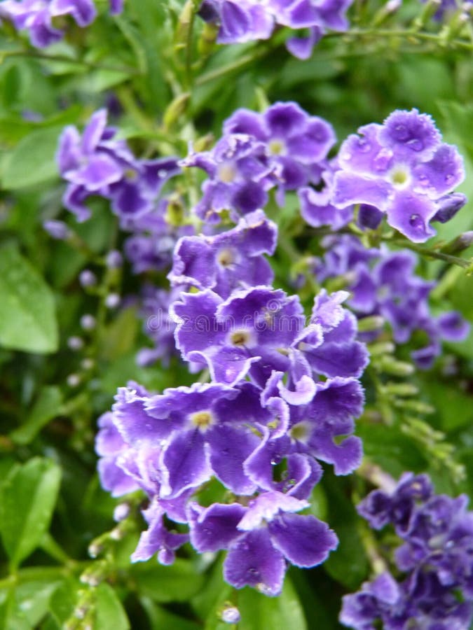 Purple Duranta Erecta Flowers on Duranta Erecta Tree Stock Photo ...