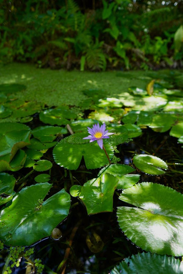 A Vertical Selective Focus Shot of Pygmy Water-lily Pads Stock Image ...