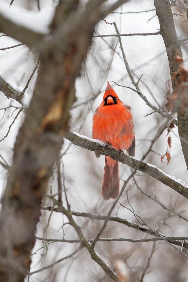 Vertical Selective Focus Shot of a Red Cardinal Bird Perched on a Snowy ...