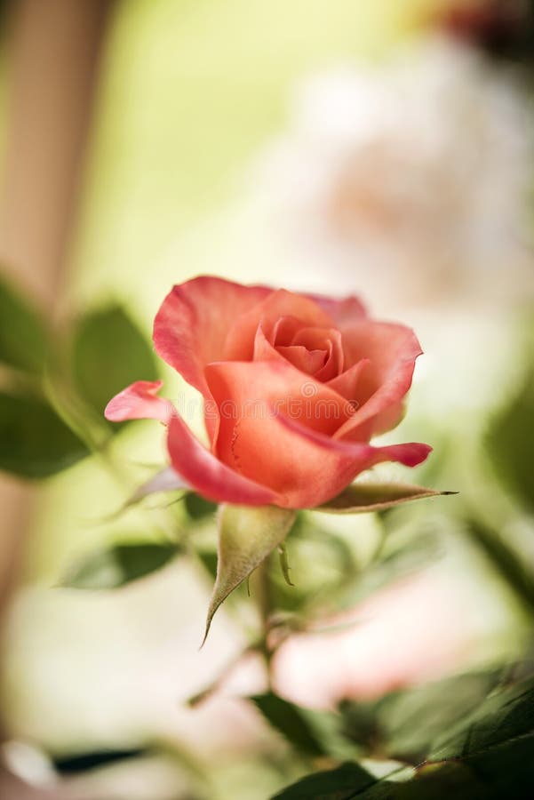 Vertical Selective Focus Shot of Red Rose Stock Image - Image of plant ...