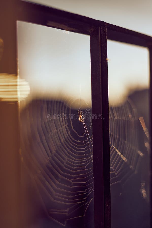 Vertical Selective Focus Shot of a Spider on Its Web on a Metallic ...