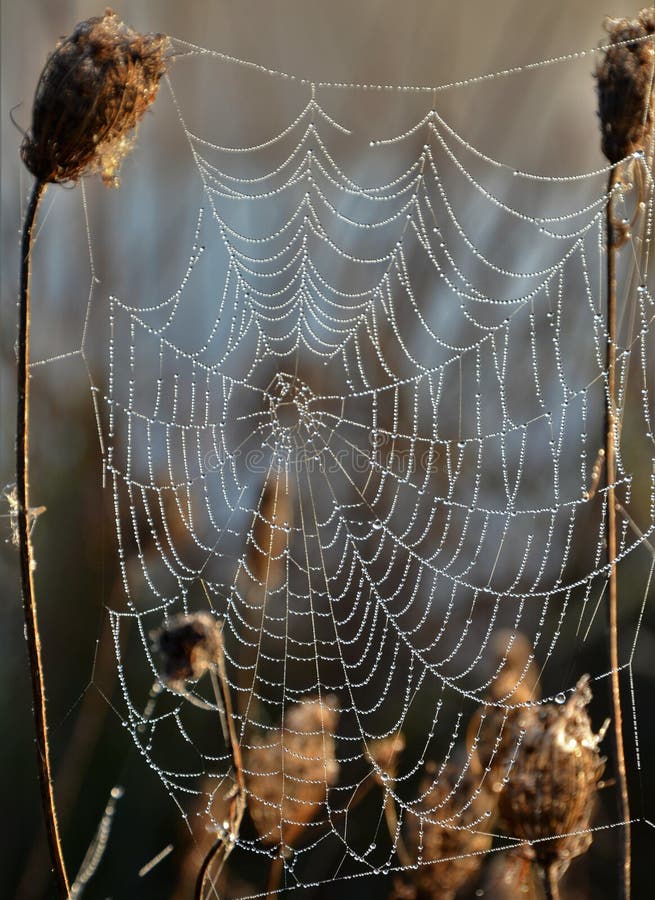 Vertical Selective Focus Shot of a Spider Web on Small Plants Captured ...