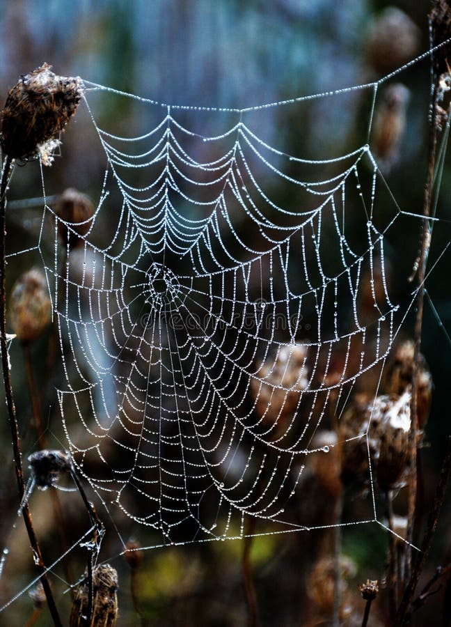 Vertical Selective Focus Shot of a Spider Web on Small Plants Captured ...