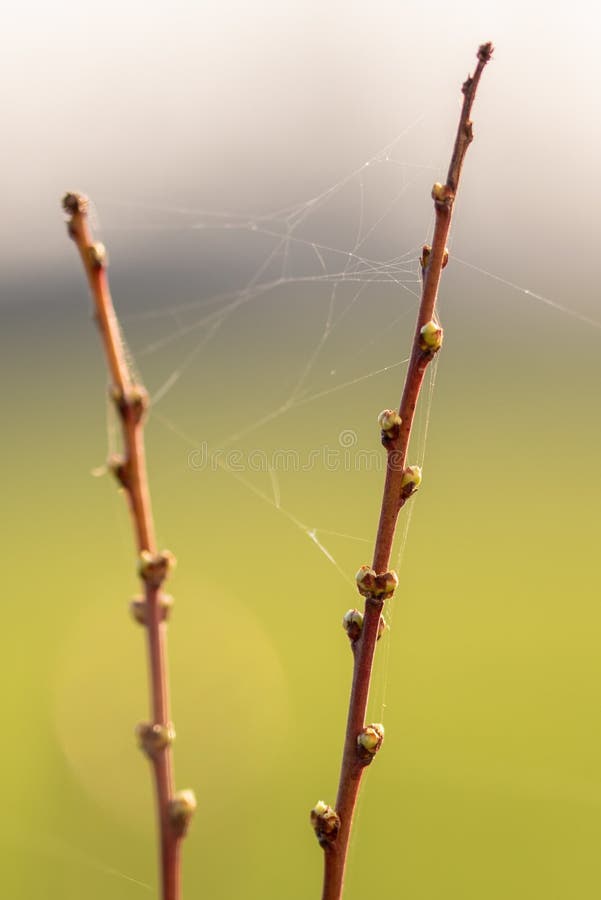 Vertical Selective Focus Shot of a Spider Web on Two Twigs with a ...