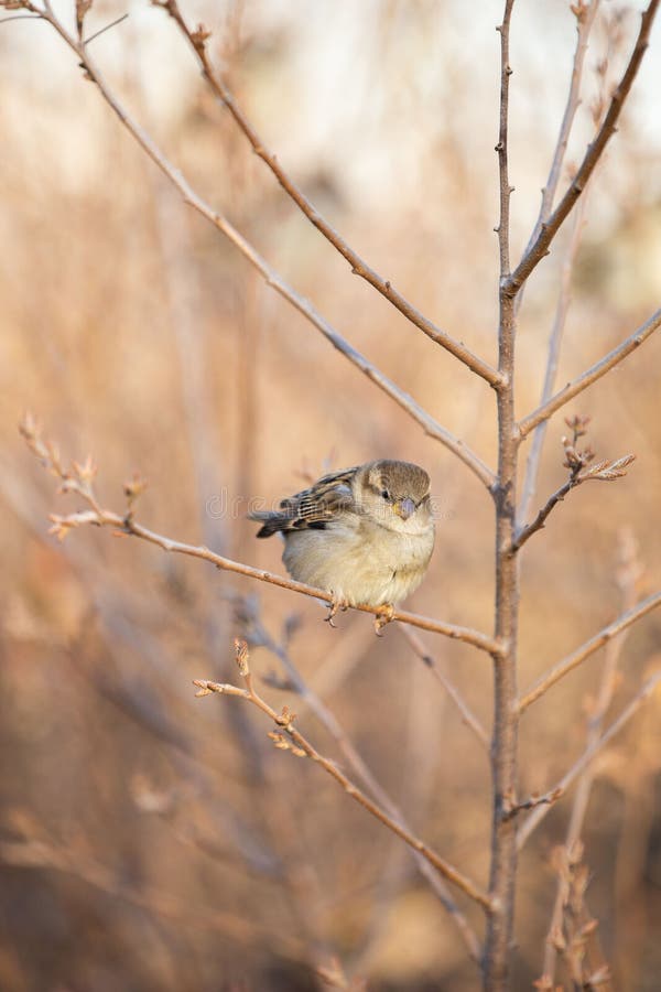 Vertical Selective Focus Shot of a True Sparrow Bird Perched on a Bare ...