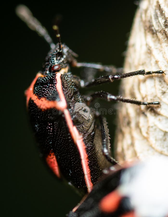 Vertical Selective Focus Shot of a Twice-stabbed Stink Bug Stock Image ...