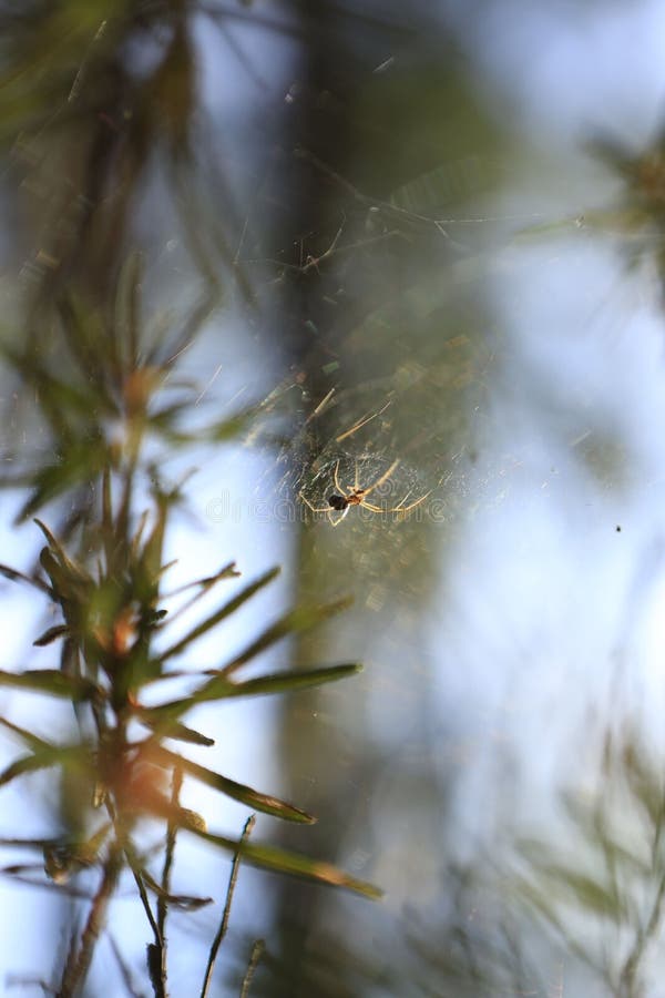 Vertical Selective Focus of a Spider on a Web between Tree Branches in ...