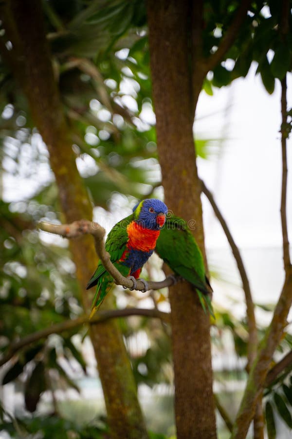 True Parrot, Native To the Amazon. a Bird Rich in Beauty and ...