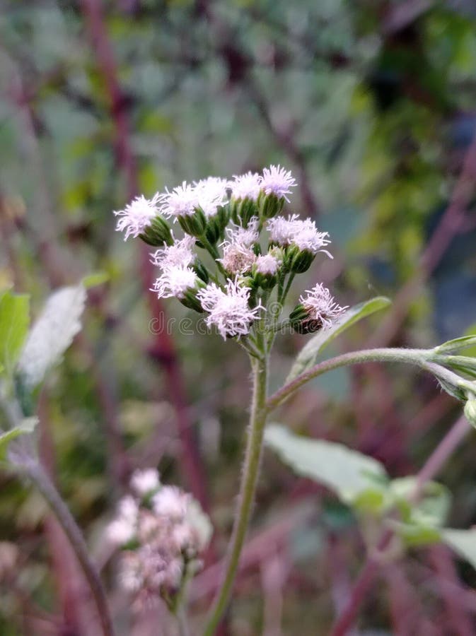 Vertical Selective Focus View of Invasive Billygoat Weed Plant in a ...