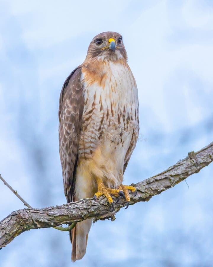 Vertical Selective Focus View of a Red-tailed Hawk Perched on a Tree ...