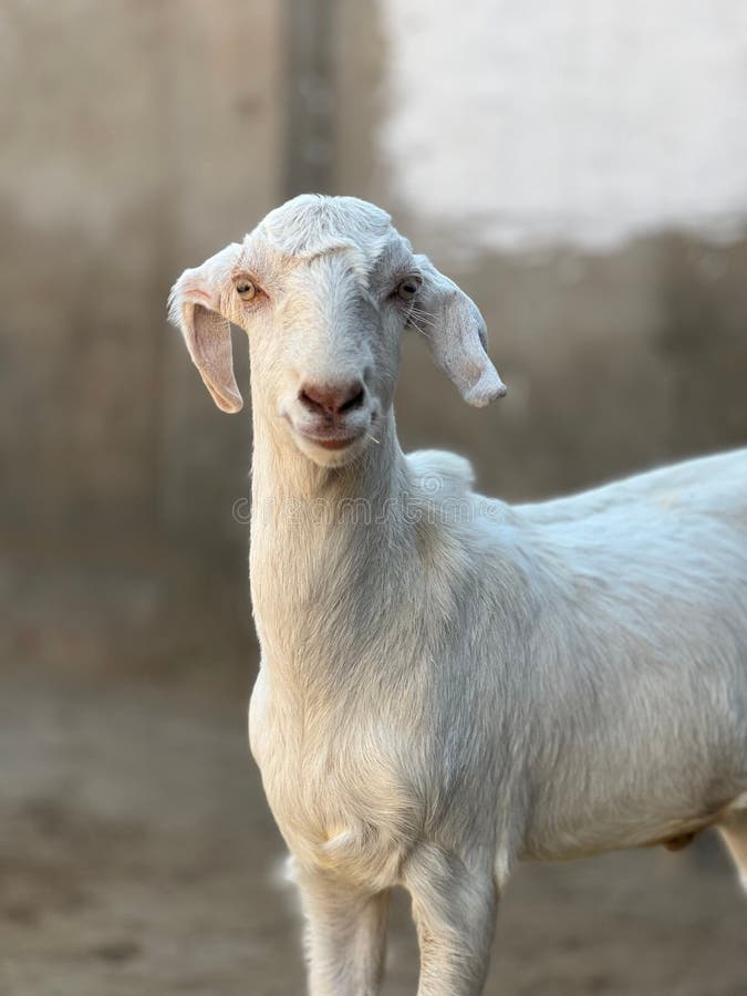 Vertical Selective Focus View of a White Saanen Goat on a Farmland ...