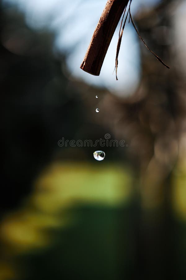 Vertical Selective Focus of a Water Droplet Falling from a Bamboo ...