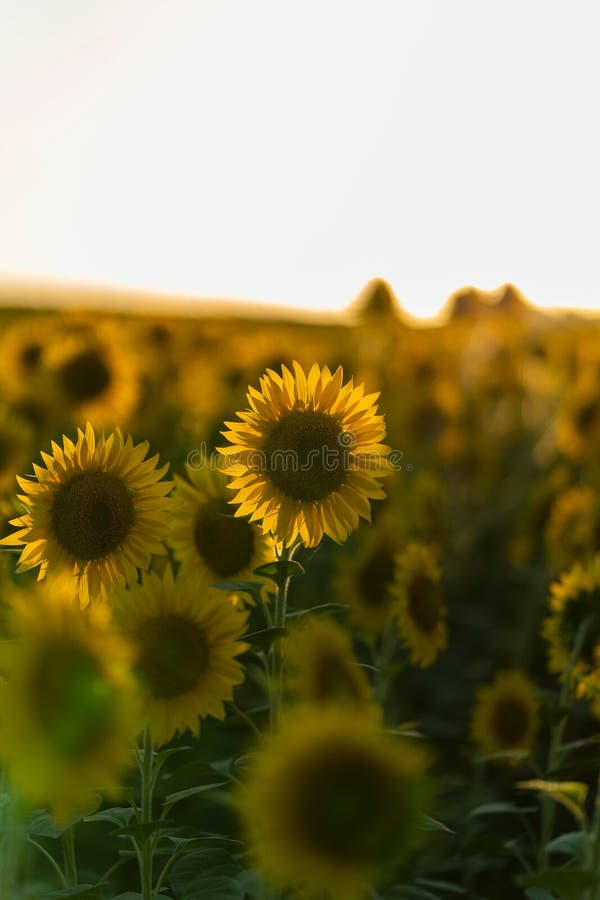 Vertical Selective Shot of Beautiful Sunflowers Blooming Under the Sun ...