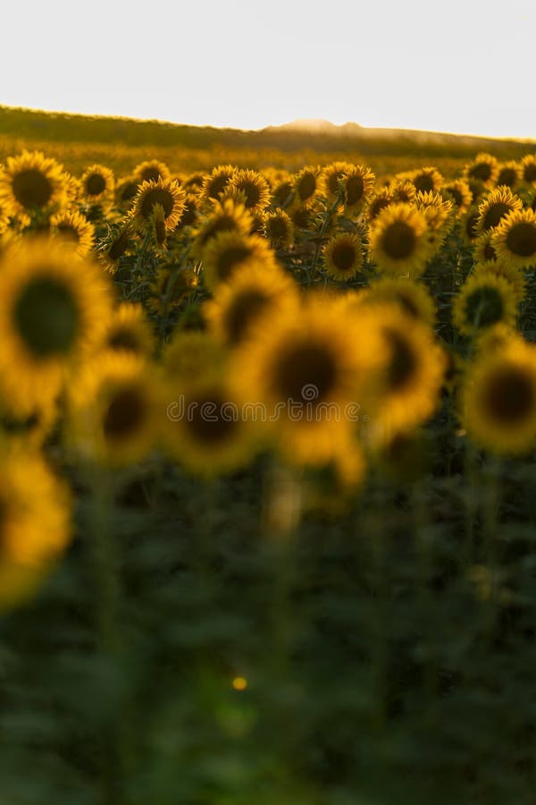 Vertical Selective Shot of Beautiful Sunflowers Blooming Under the Sun ...