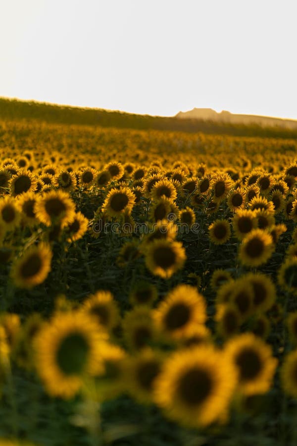 Vertical Selective Shot of Beautiful Sunflowers Blooming Under the Sun ...