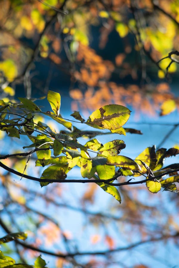 Vertical Selective Shot of Leaf Blights on Autumn Leaves Infected with ...