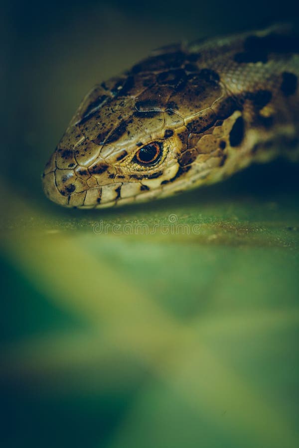 Vertical Selective Shot of a Snake with Black Spots Crawling on Green ...