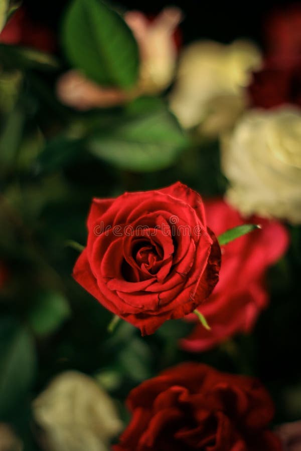 Vertical Shallow Focus of a Beautiful Red Rose Captured from the Top ...