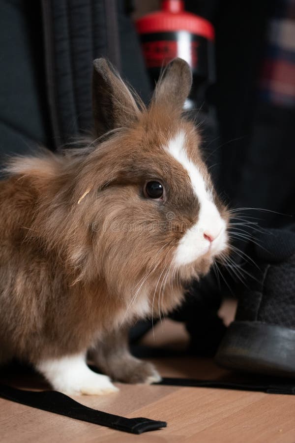 Vertical Shallow Focus Closeup Shot of a Fluffy Brown Rabbit Stock ...