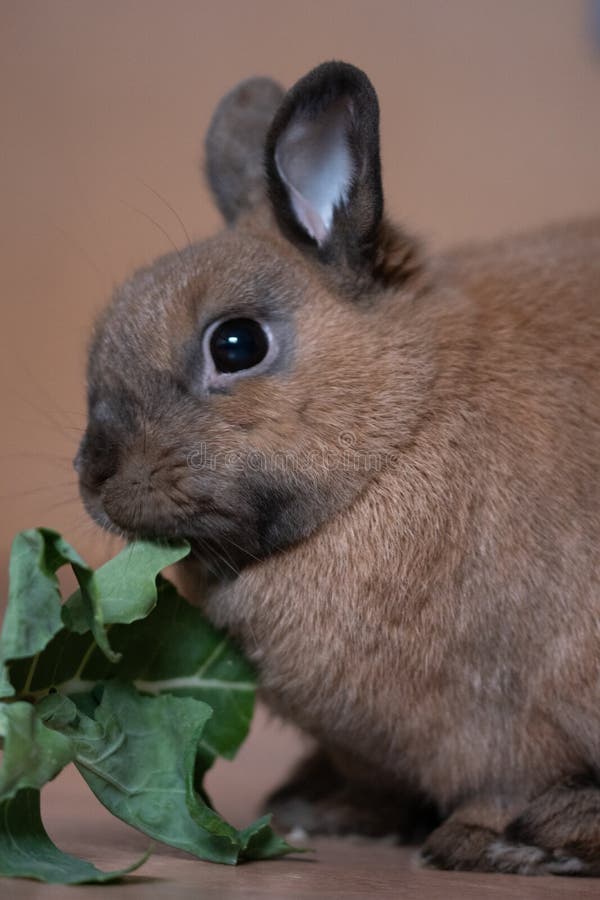 Vertical Shallow Focus Closeup Shot Fluffy Brown Rabbit Stock Photos ...