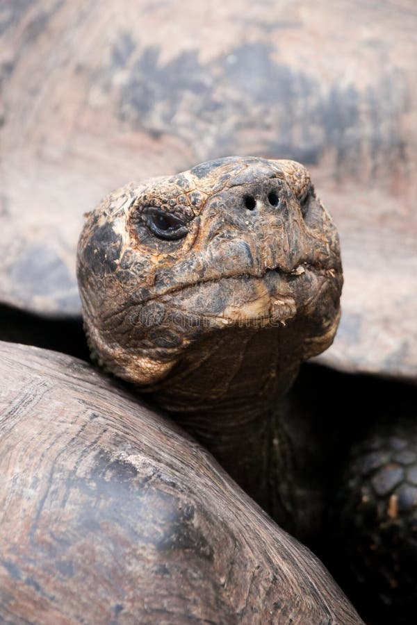 Vertical Shallow Focus Closeup Shot of a Galapagos Tortoise Looking ...