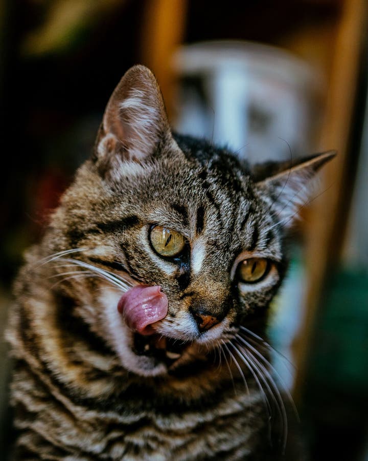 Vertical Shallow Focus Closeup of a Tabby Cat with Its Tongue Out Stock ...