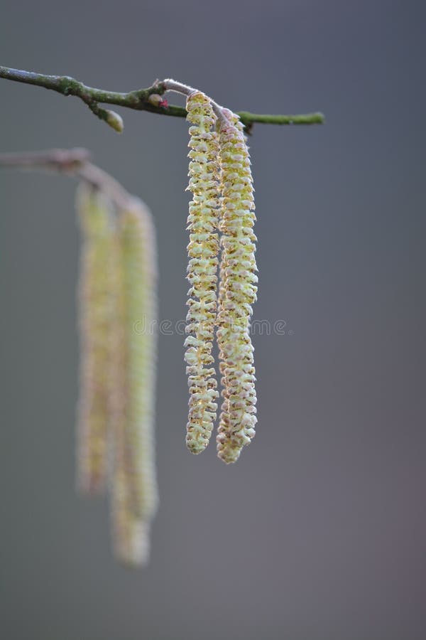 Vertical Shallow Focus of a Common Hazel Stock Photo - Image of ...